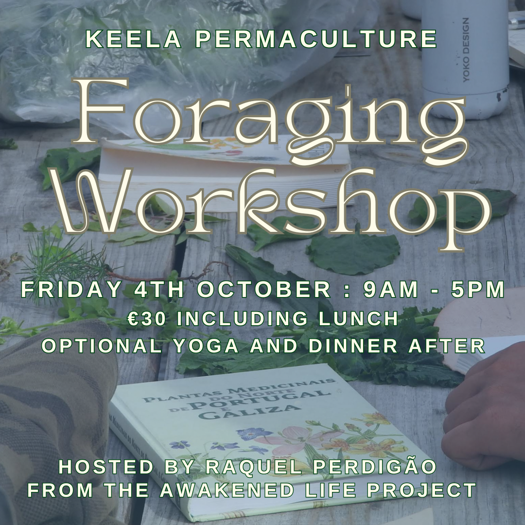 Foraging for wild plants workshop