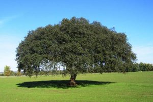 Native Trees in Portugal - Keela Yoga Farm