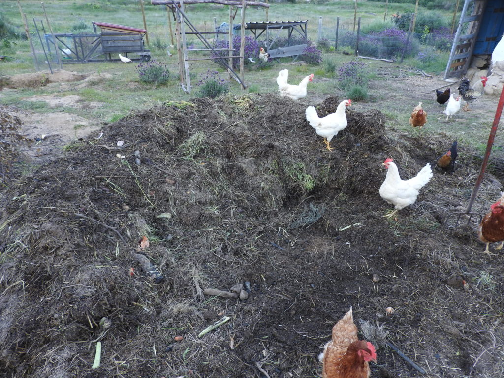 Chicken Powered Compost System